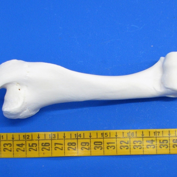 Bones From Real Animal - Etsy