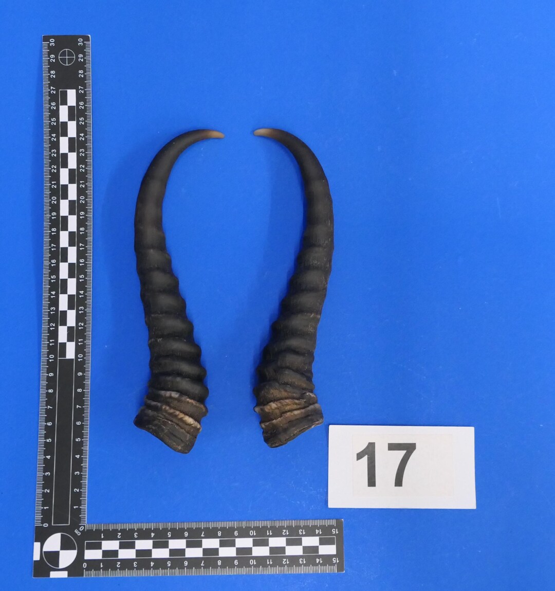 Springbok Horns - Pair, Springbok Horn Pair, Real Animal Horn ...