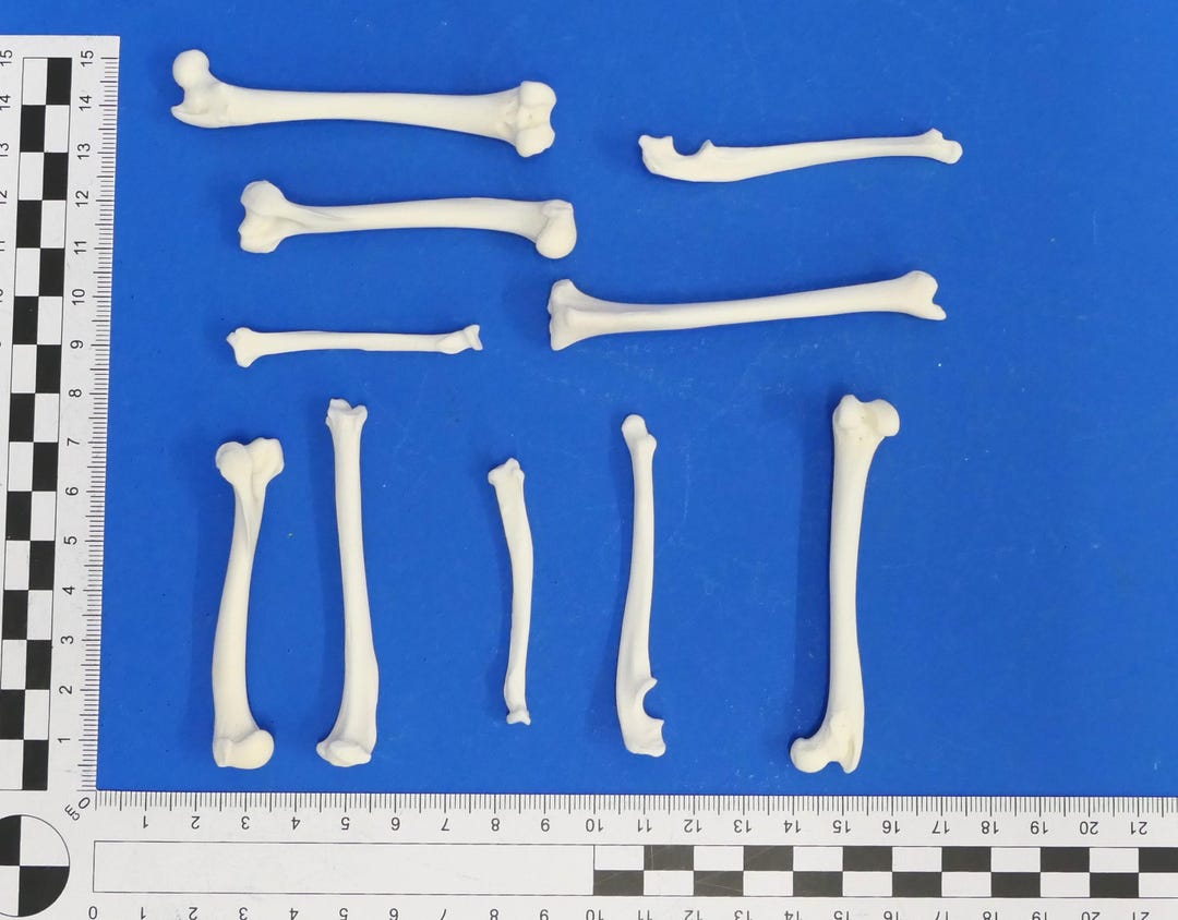 Pack of 10 Leg Bones, Mainly Marten. Real Bones for Decoration ...