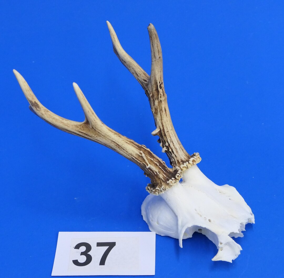 Deer Antlers, Real Deer Antlers, Deer Skull With Antlers, Craft Skull ...