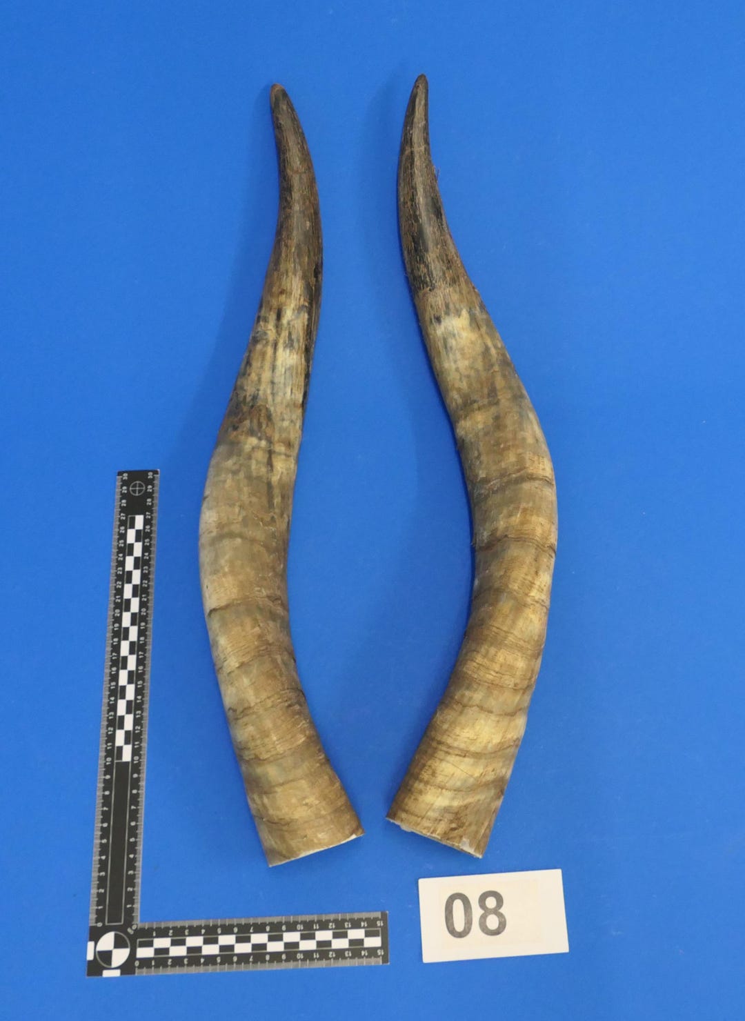 Pair of Cattle Horns, Pair of Cow Horns, Real Animal Horns, Decorative ...