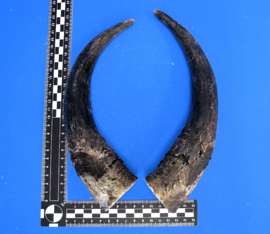 Cattle Horns Pair, Pair of Cattle Horns, Pair of Cow Horns, Real Animal ...