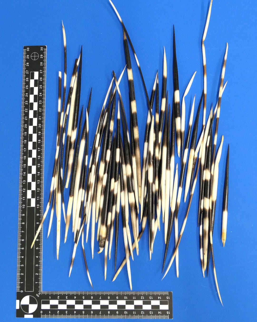 50 Porcupine Quills, B-stock, Porcupine Bristles, Defective, Bent, or ...