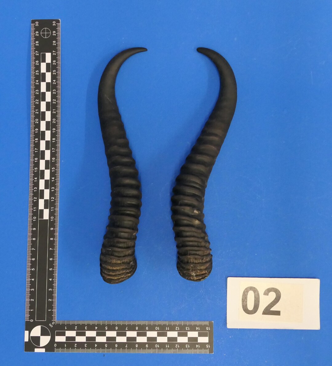 Springbok Horns Pair, Springbok Horn Pair, Real Animal Horn, Decorative ...