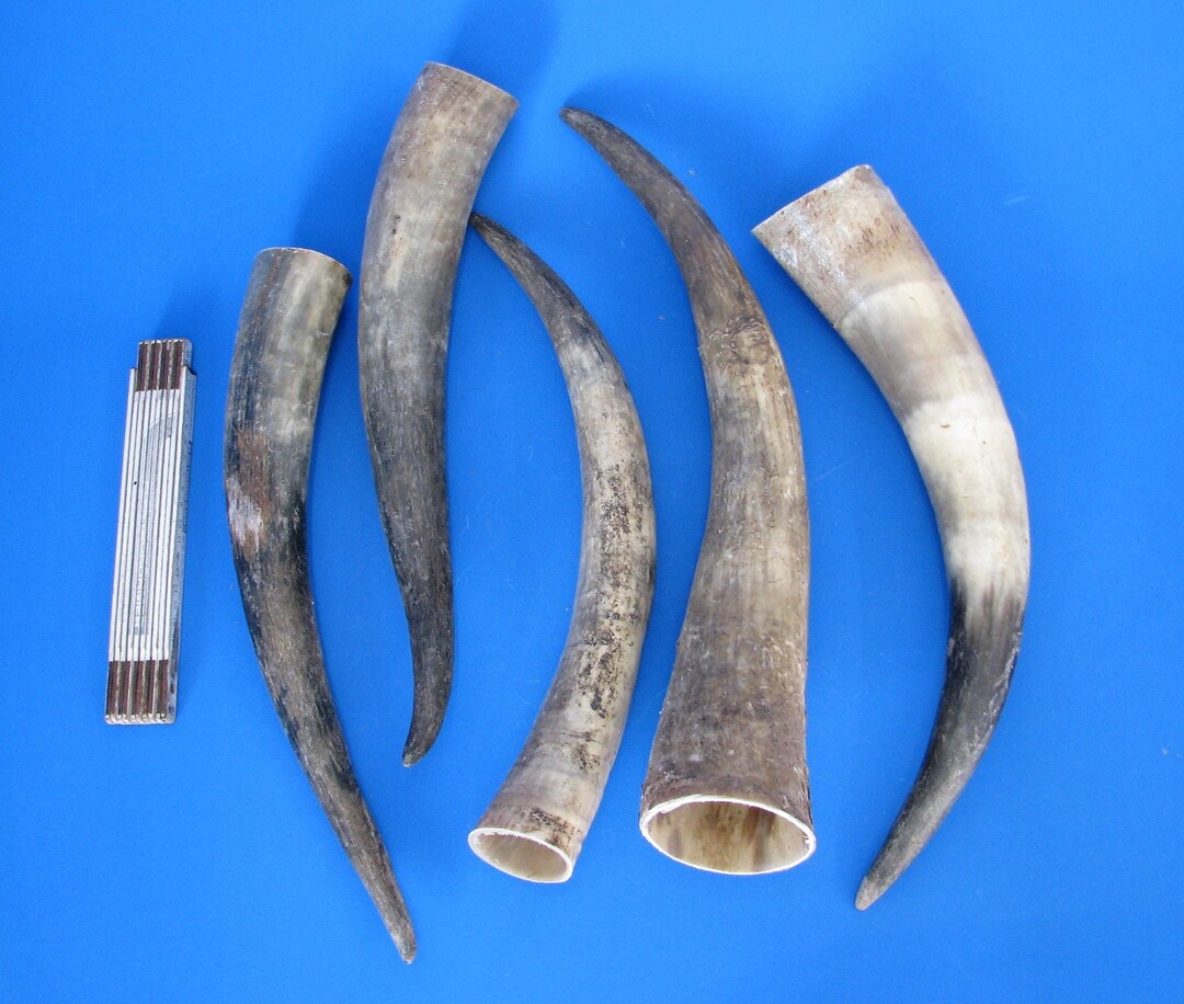 Cornes de vache individuelles 40 à 49 cm, corne de bovin, véritable ...