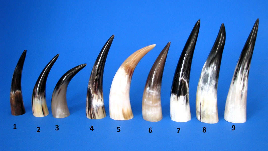 Polished Cattle Horn or Cow Horn, Real Animal Horn, Cattle Horns, Blank ...
