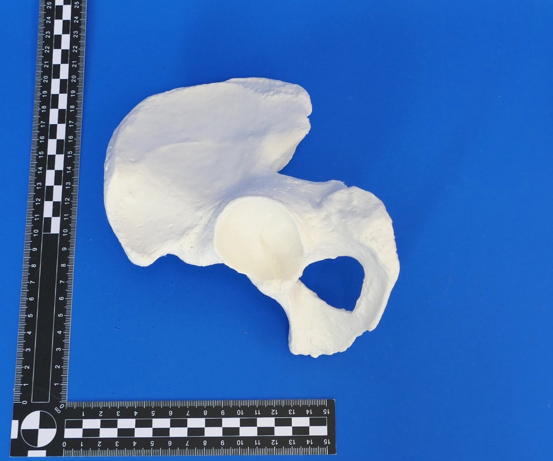 Pelvic Bone Human Replica, Pelvic Half / Copy of a Half Pelvis, Anatomy ...