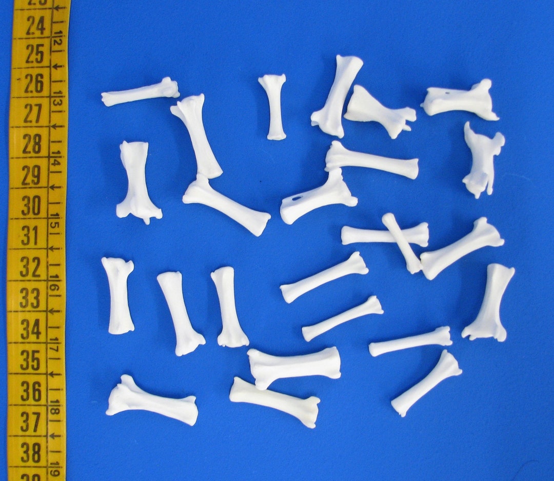 Pack of 25 Tail Vertebrae Bones, Mainly Fox. Real Bones for Decoration ...
