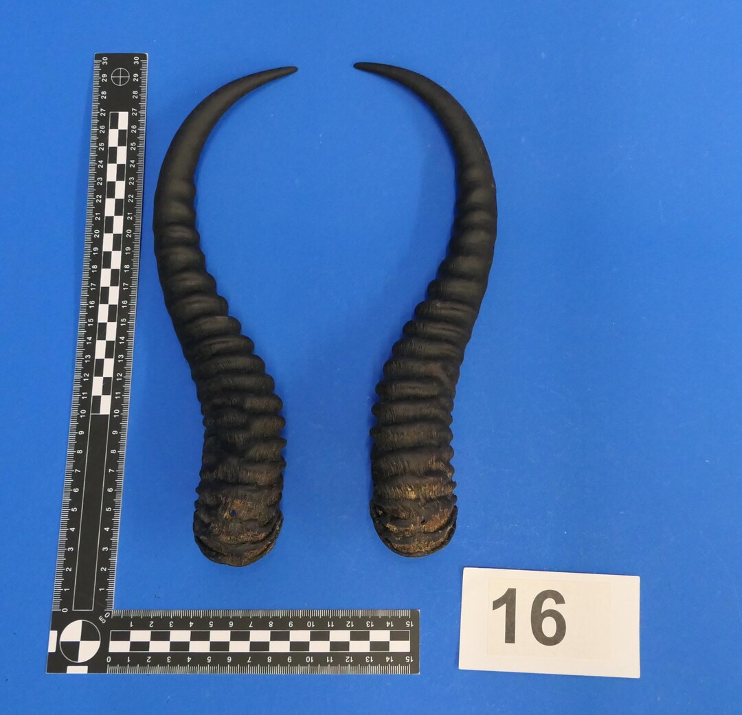 Springbok Horns Pair, Springbok Horn Pair, Real Animal Horn, Decorative ...