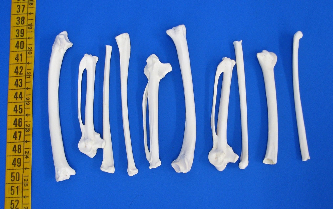 Pack of 10 Duck Wing Bones. Real Bones for Decorating E.g. Animal Bones ...