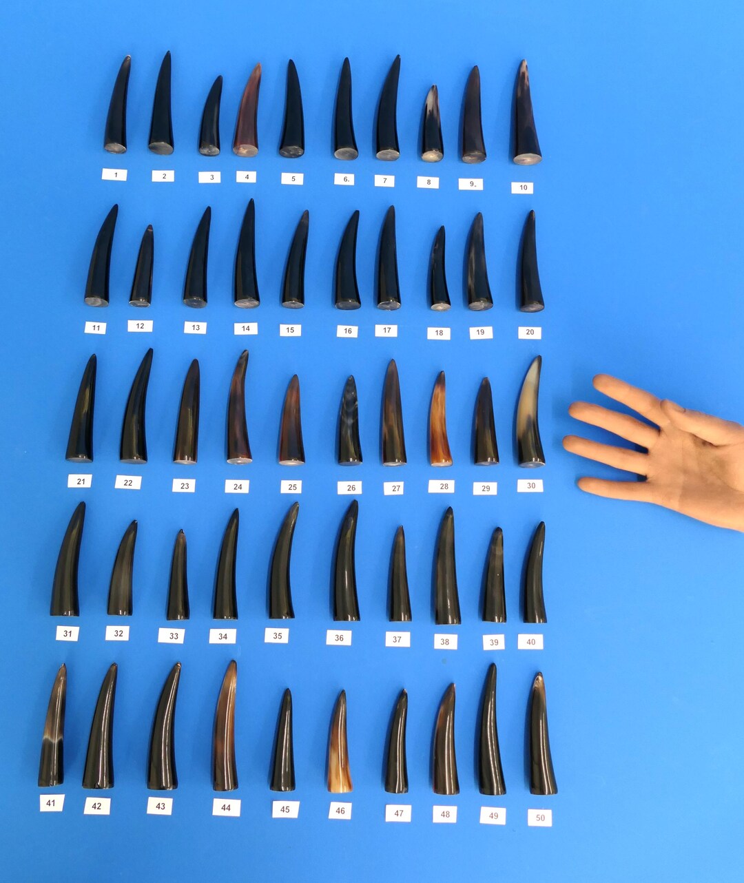 Cattle Horns, Small Polished Horn Tip, Solid Cattle Horn, Real Animal ...