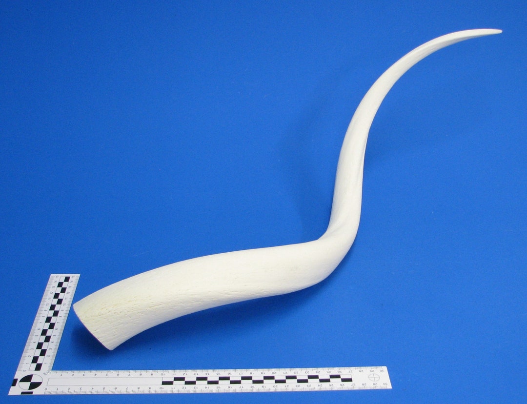 Kudu Horn Inner Bone. Real Bones for Decorating Among Other - Etsy