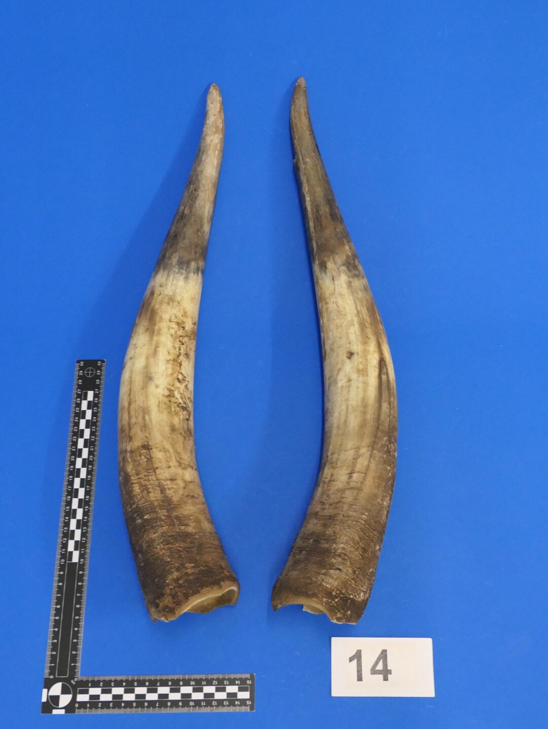 Pair of Cattle Horns, Pair of Cow Horns, Real Animal Horn, Decorative ...
