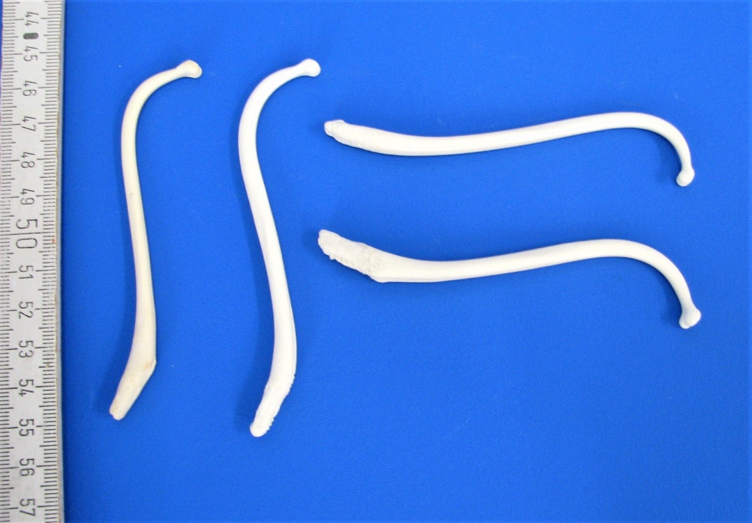 1 x osso di pene di procione. Osso del baculo. Ossa vere per la ...