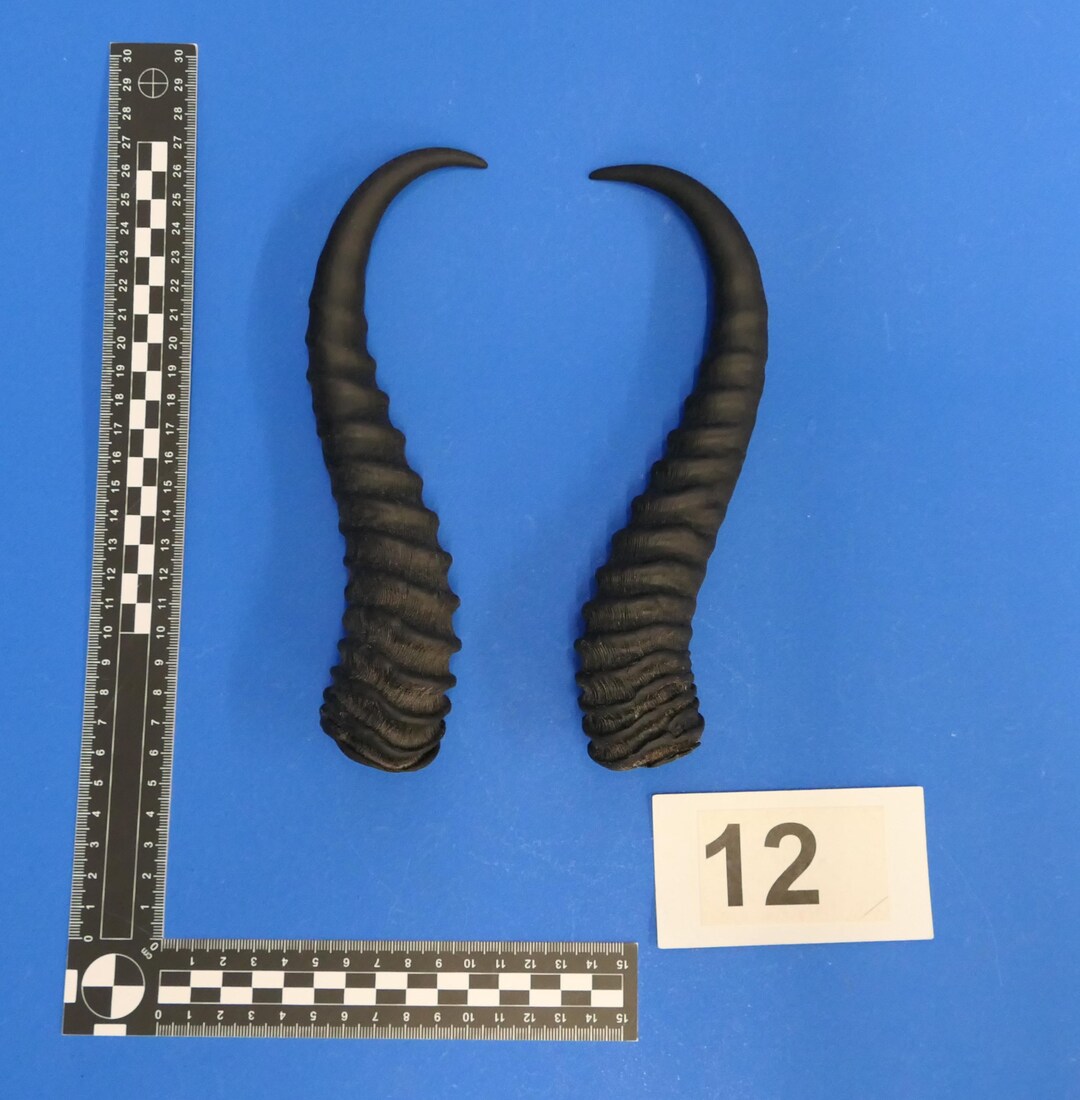 Springbok Horns Pair, Springbok Horn Pair, Real Animal Horn, Decorative ...