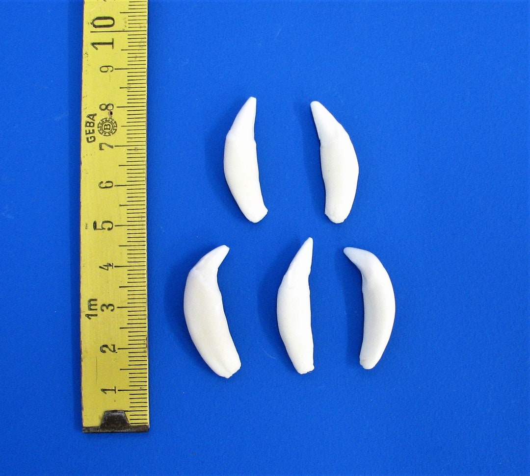 Real Animal Teeth / 5 X Badger Canines. Real Teeth. Animal - Etsy