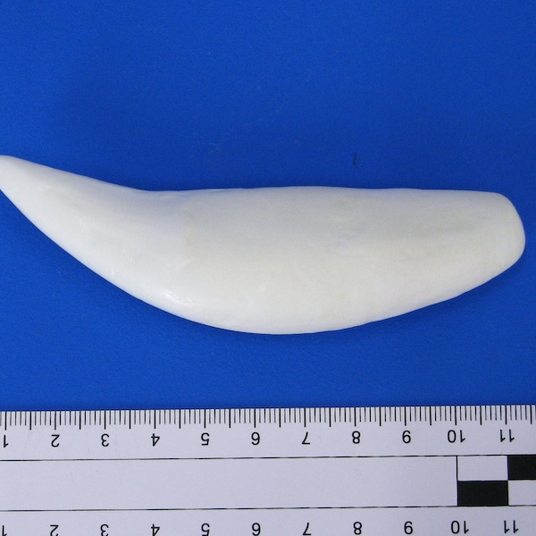 Real Tiger Tooth - Etsy