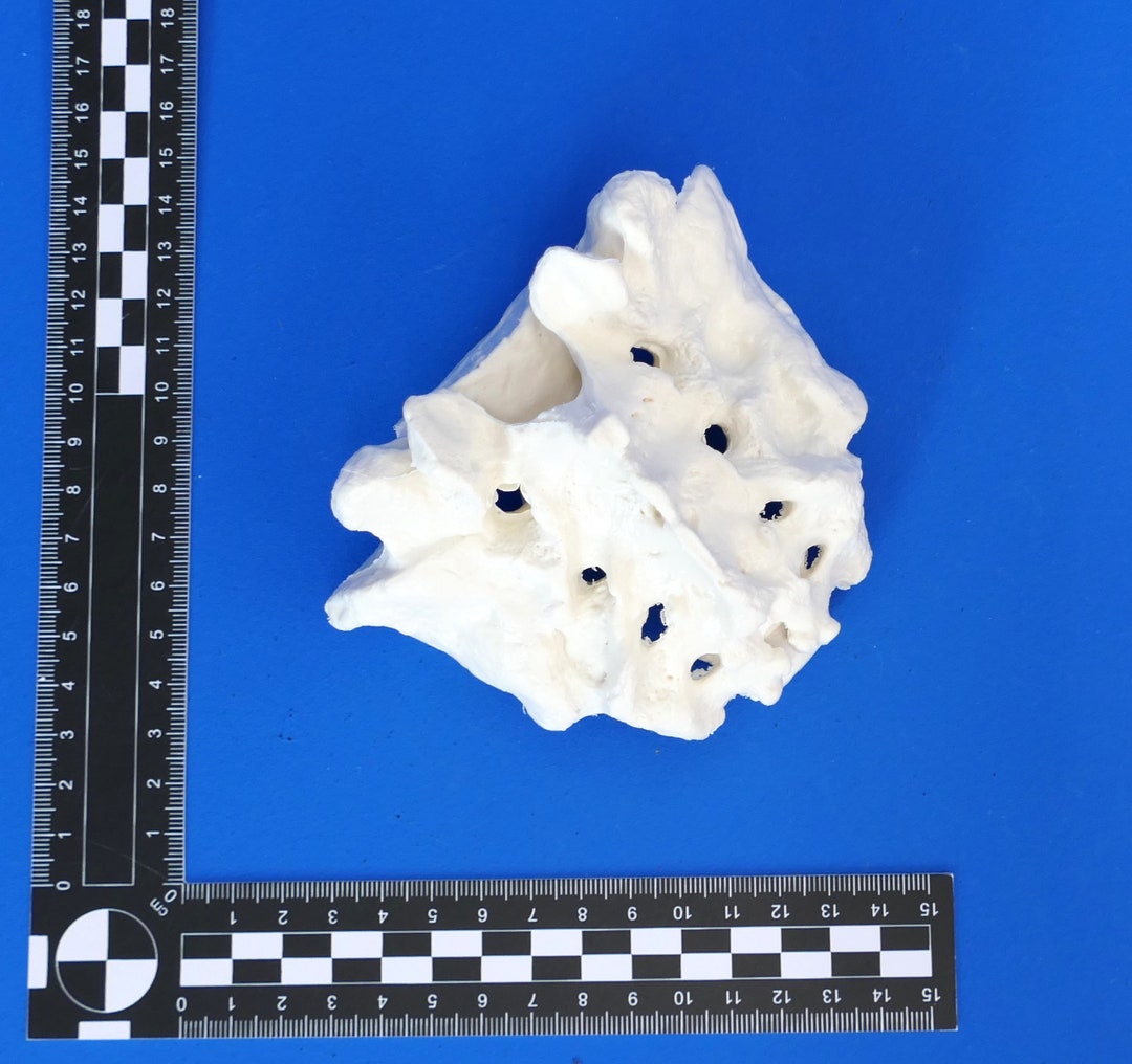 Human Sacrum Bone, Replica / Copy of a Sacrum, Anatomy Bones for ...