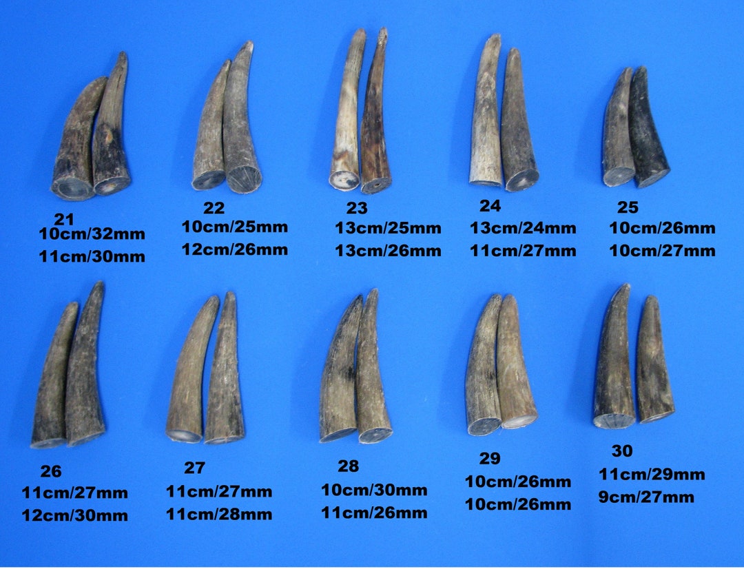 Beef Horns 2-pack of Solid Horn Tips Natural Real Animal - Etsy