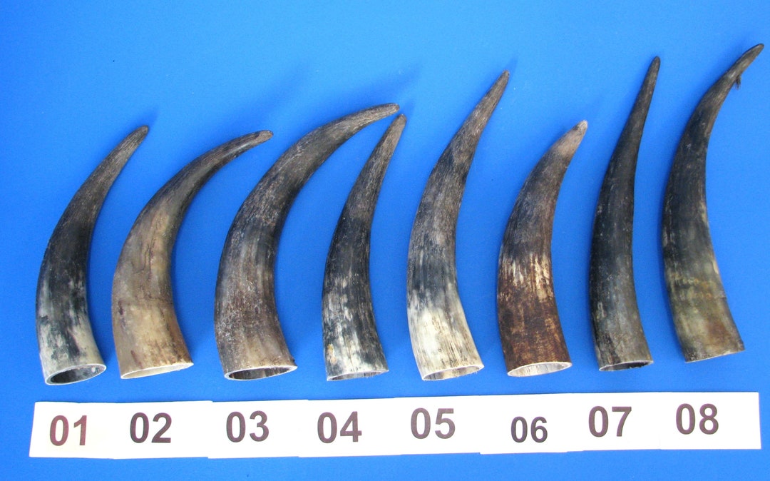Cattle Horn or Cow Horn, Real Animal Horn, Cattle Horns, Blank for ...