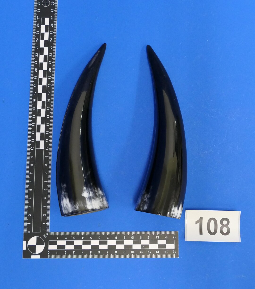 Polished Cattle Horns - Pair, Cattle Horn Pair, Cow Horn Pair, Real ...