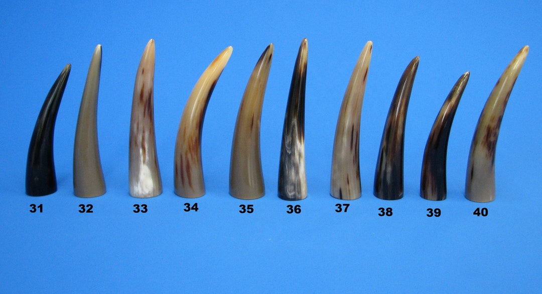 Beef Horns Polished Horn Tip, Solid Cattle Horn, Real Animal Horn ...