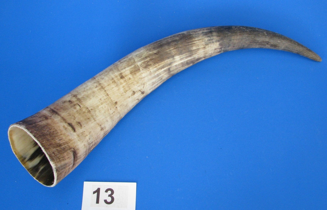 Large Cattle Horn, Long Cow Horn, Real Animal Horn, Cattle Horns as ...