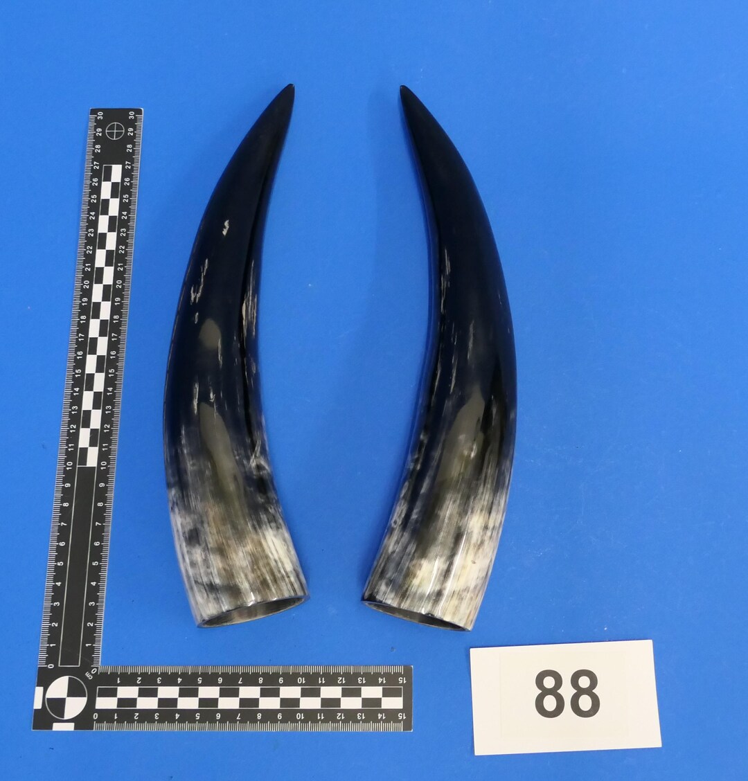 Polished Cattle Horns Pair, Cattle Horn Pair, Cow Horn Pair, Real ...