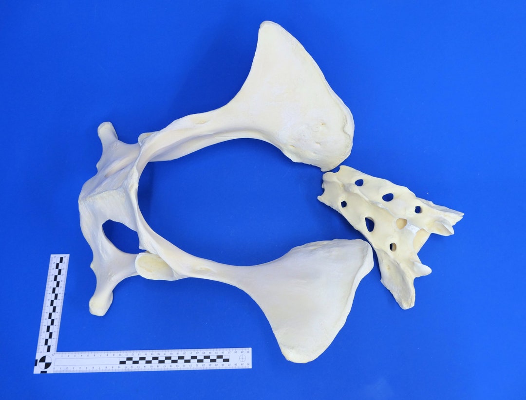 Camel Bones. Pelvic Bone With Sacrum. Camel Bones. Real Bones for ...