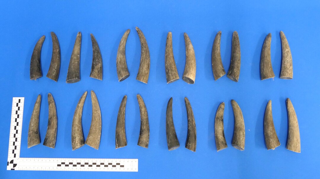 Cattle Horns, 24 Solid Horn Tips, Solid Cattle Horn, Real Animal Horn ...