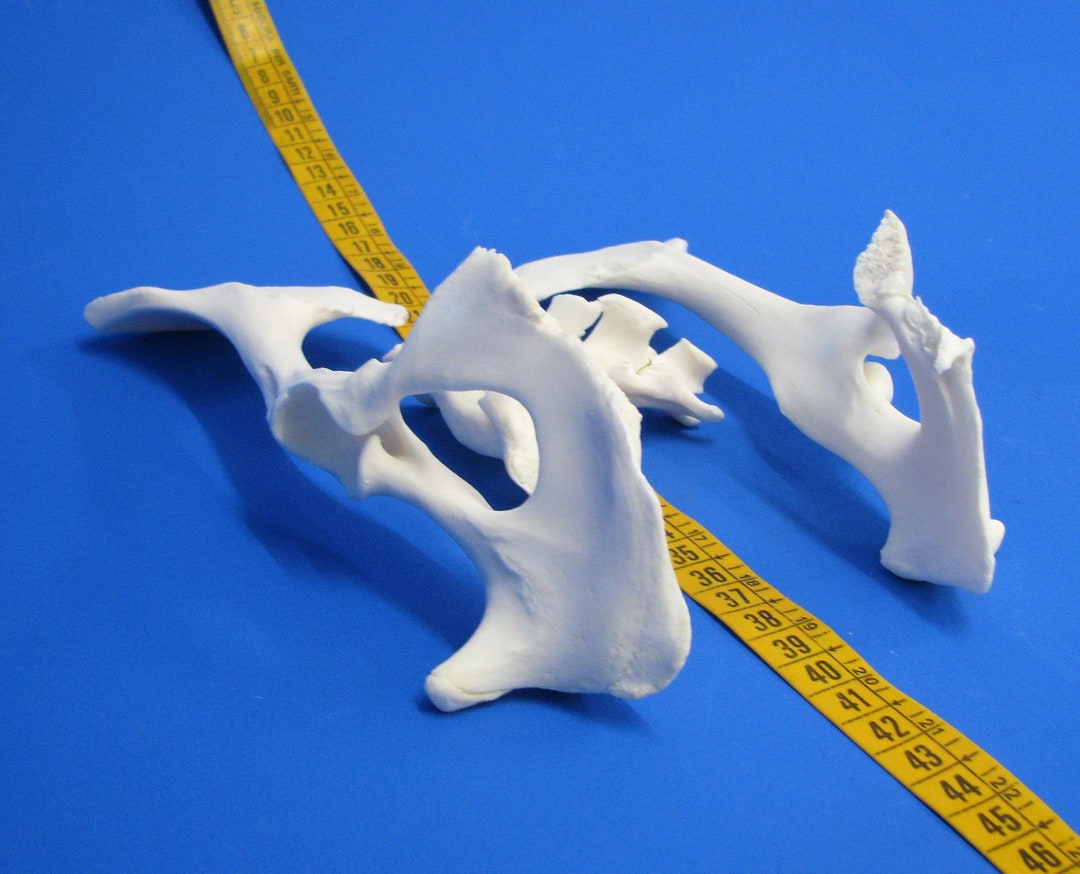 Pelvic Bones With Sacrum, Bones From Sheep. Real Bones for Decorating ...