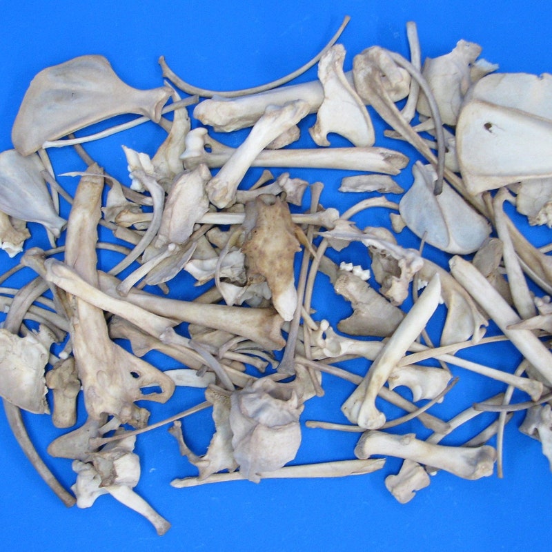Animal Bones Real - Etsy