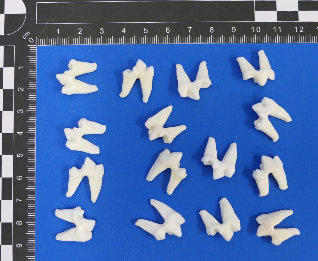 Molars From Foxes, Including Fangs. Only Large M1 Molars With 2 Roots. Real Teeth for Crafting ...