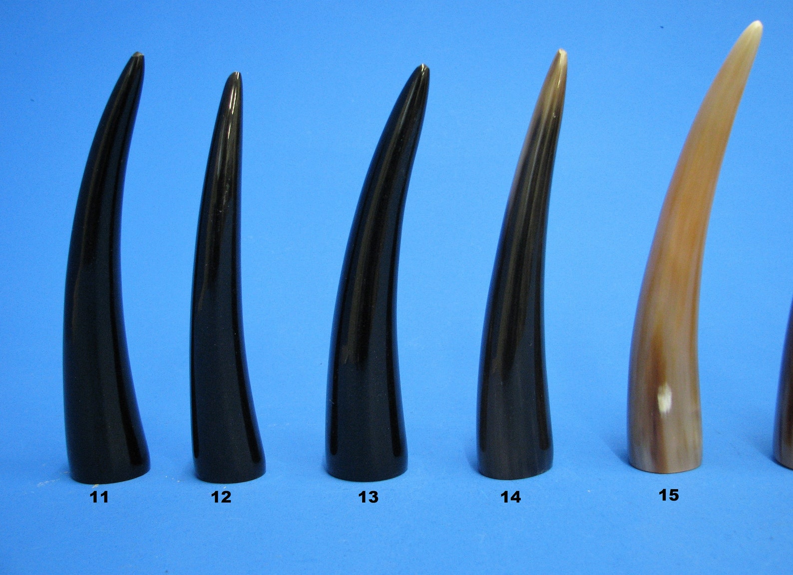 Beef Horns Polished Horn Tip, Solid Cattle Horn, Real Animal Horn ...
