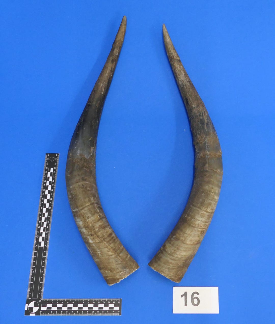 Pair of Cattle Horns, Pair of Cow Horns, Real Animal Horn, Decorative ...