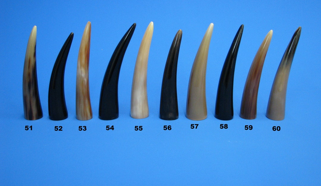 Cornes de bœuf pointe de corne polie, corne de bétail solide, corne ...