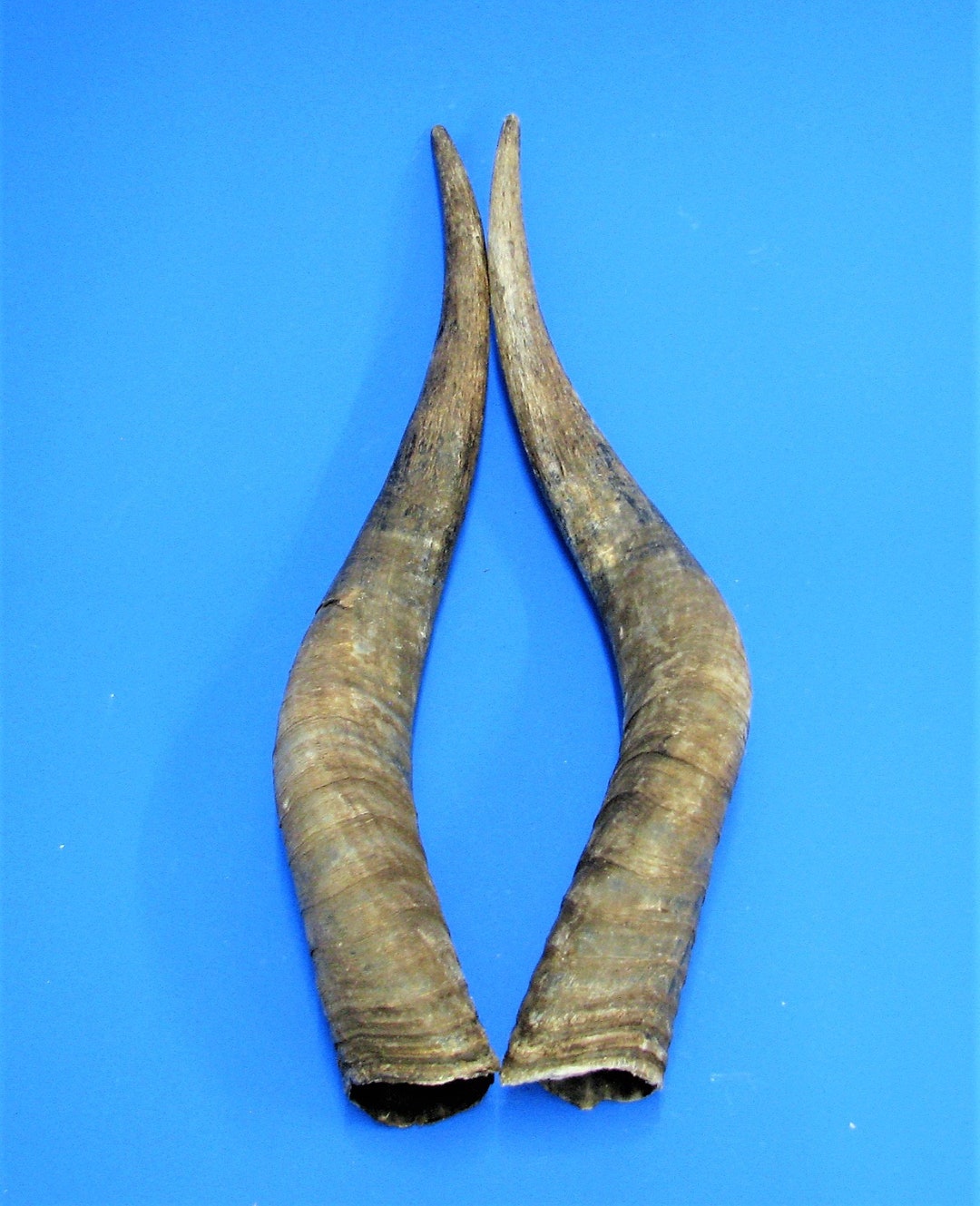 Cattle Horn Pair, Cow Horn Pair, Real Animal Horn, Decorative Horn ...