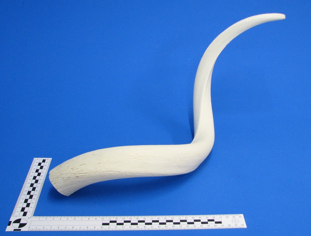 Kudu Horn Inner Bones. Real Bones for Decorating Among Other - Etsy