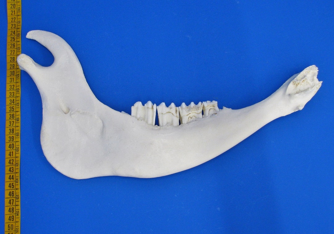 Mandibular Bones From Cattle. Beef Pine. Real Bones for Decorating ...
