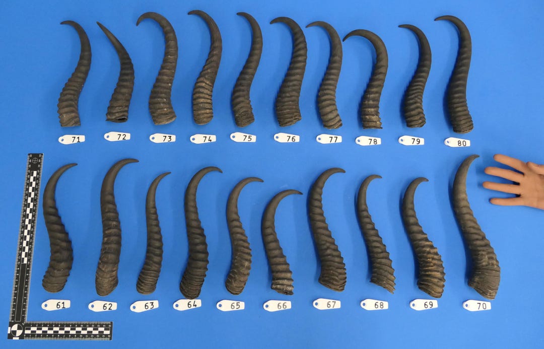 Springbok Horns, Individual Horns From the Springbok, Real Animal Horn ...