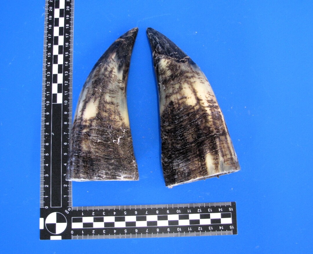 Cattle Horns - Pair, Cattle Horn Pair, Cow Horn Pair, Real Animal Horn ...