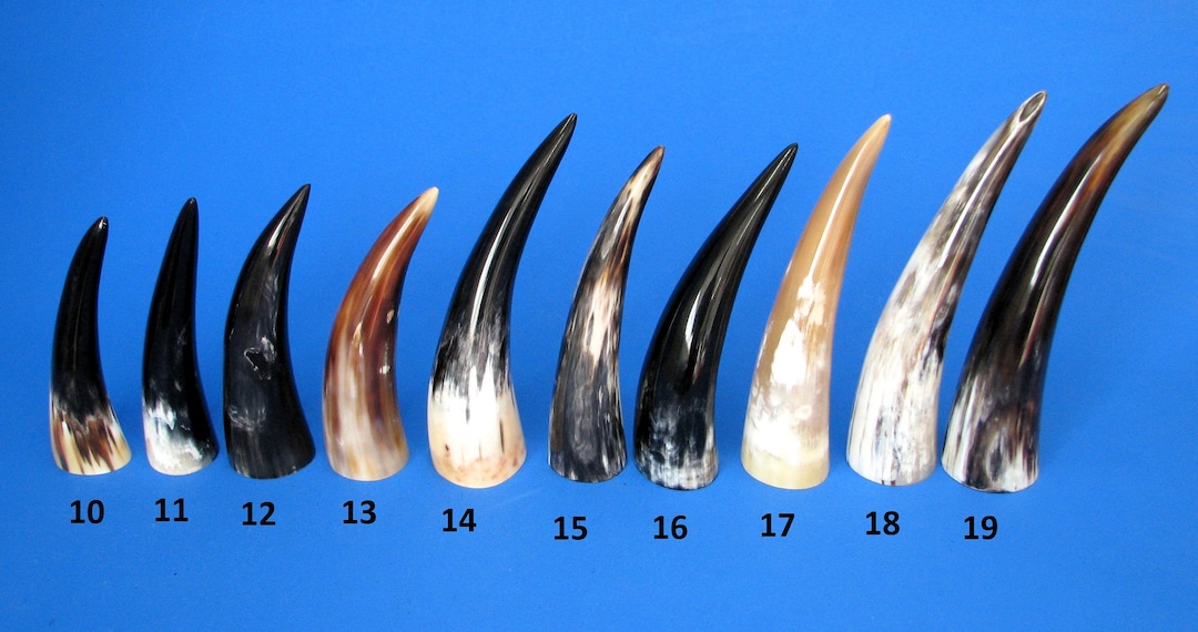 Polished Cattle Horn or Cow Horn, Real Animal Horn, Cattle Horns, Blank ...