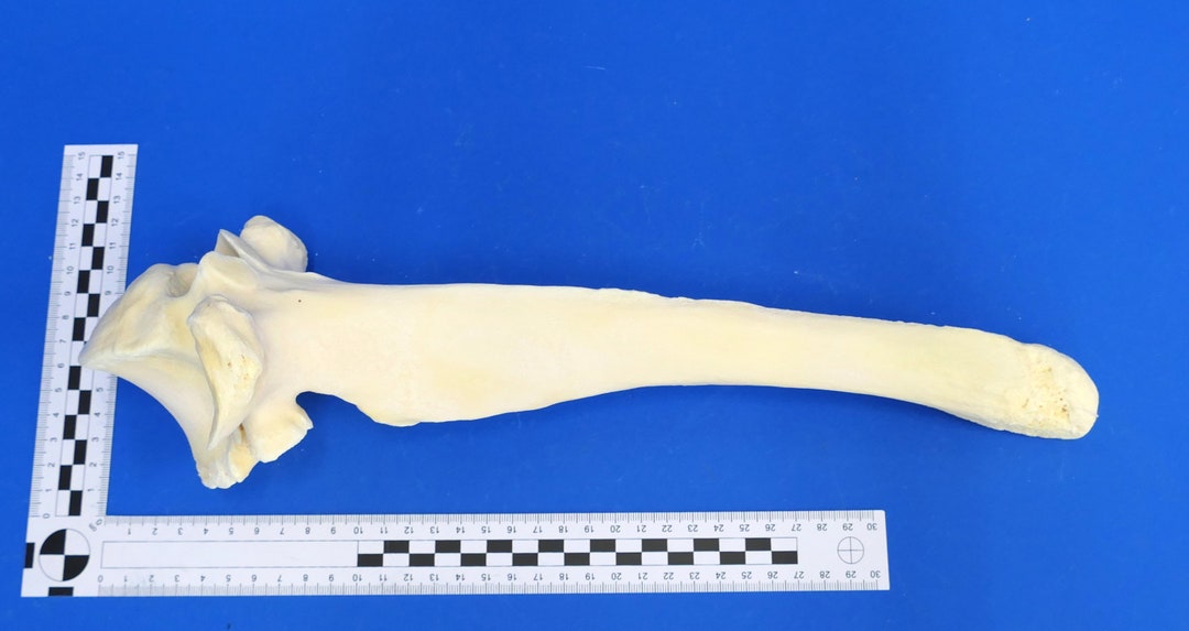 Camel Vertebrae. Camel Bones. Real Bones for Decoration, Including ...