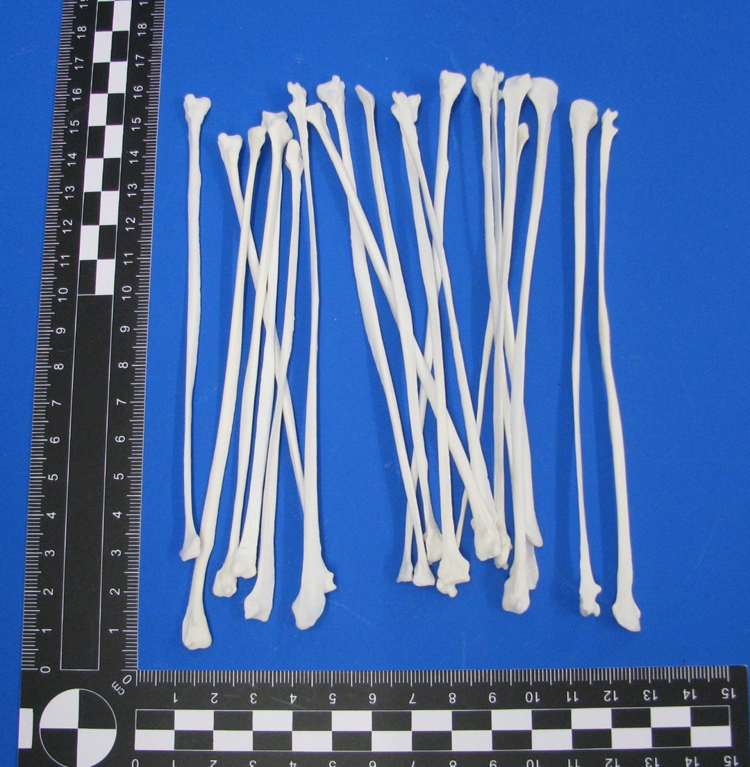 Pack of 20 Fibula Bones Fox. Real Bones for Decorating, Including ...