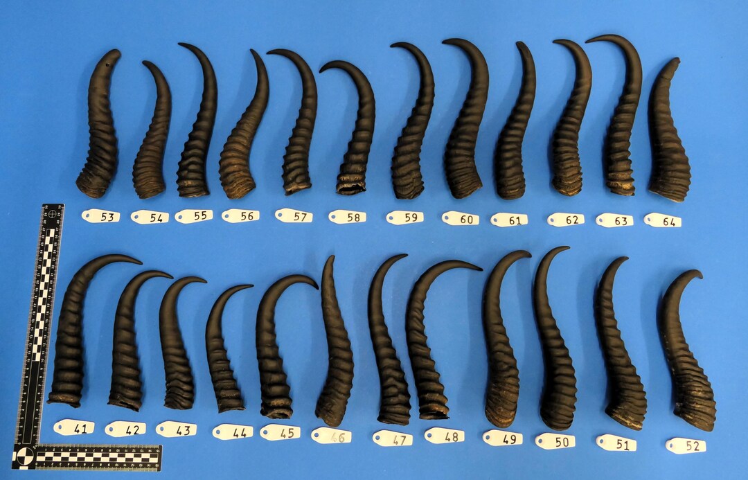 Springbok Horns, Individual Horns From the Springbok, Real Animal Horn ...