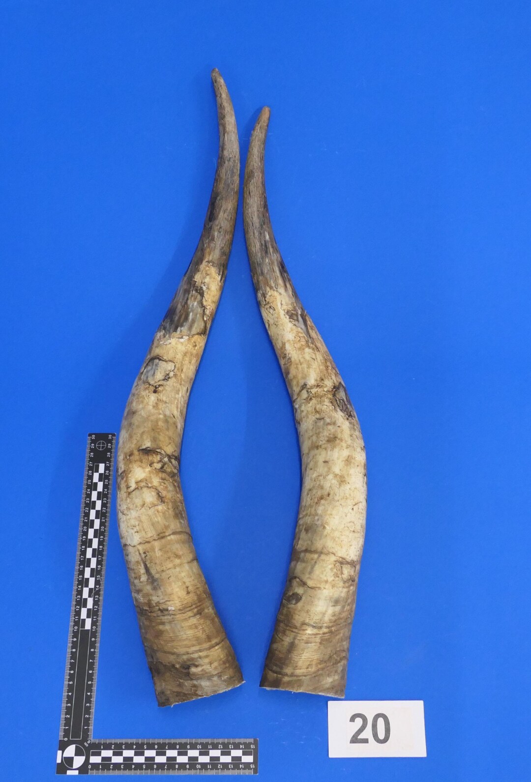 Pair of Cattle Horns, Pair of Cow Horns, Real Animal Horn, Decorative ...