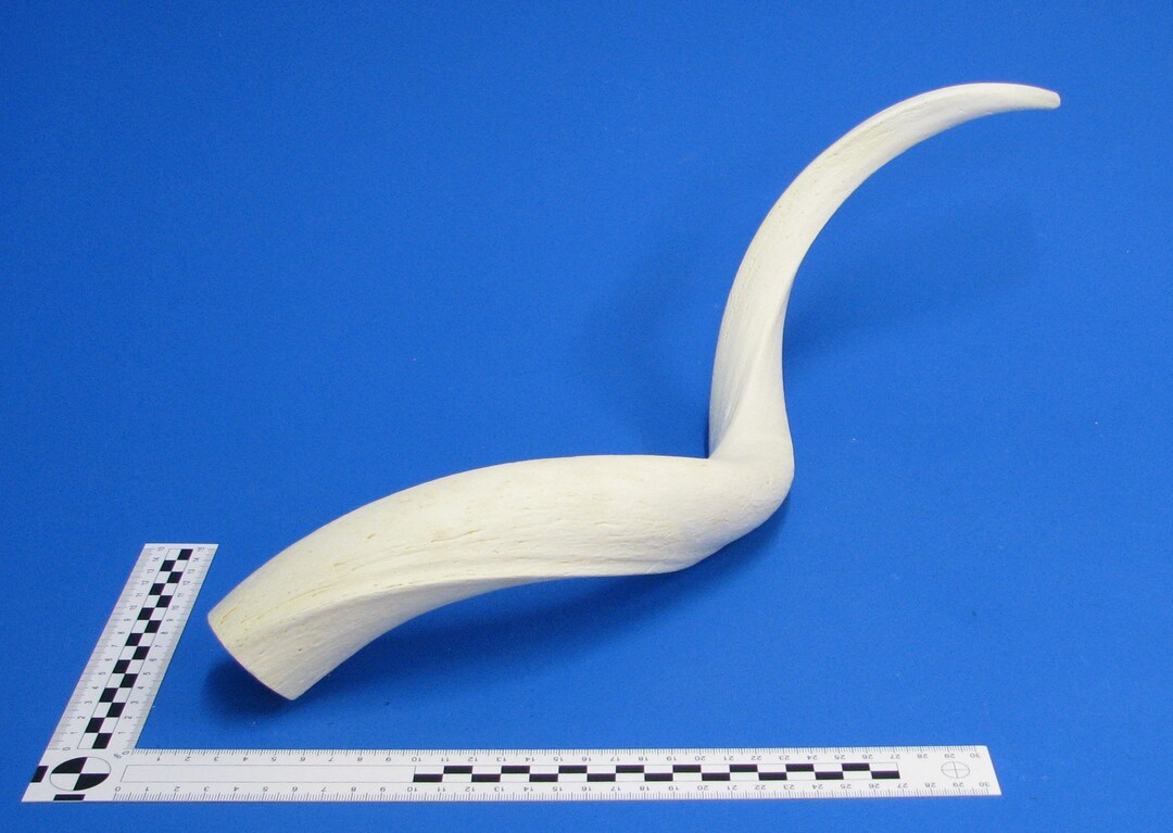 Kudu Horn Inner Bone. Real Bones for Decorating, Among Other Things ...