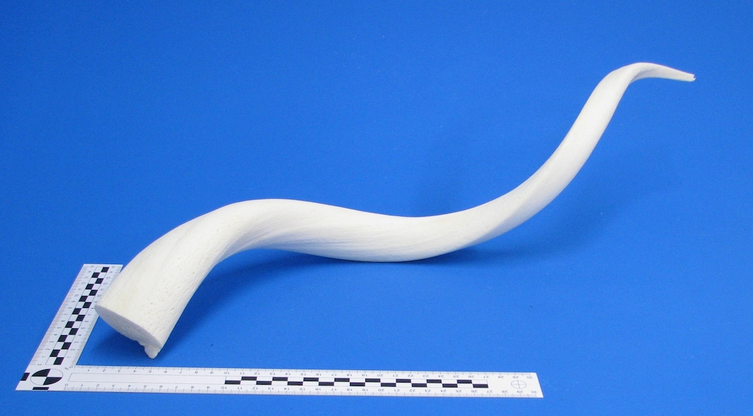 Kudu Horn Inner Bones. Real Bones for Decorating, Among Other Things ...