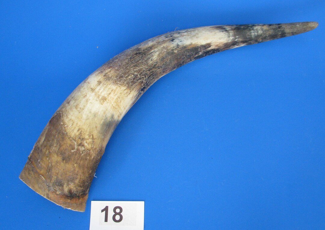 Large Cattle Horn, Long Cow Horn, Real Animal Horn, Cattle Horns as ...