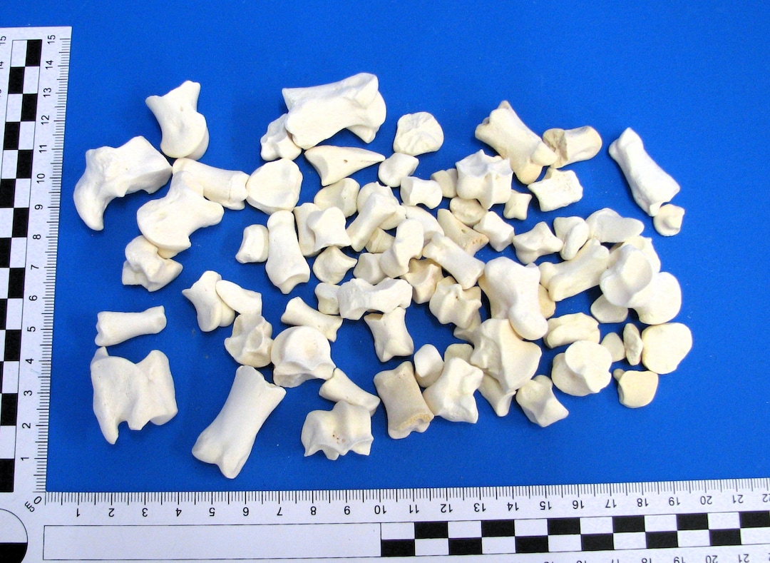 Foot Bones From Wild Boar. Bone Mix in a 100 Gram Pack. Real Bones for ...